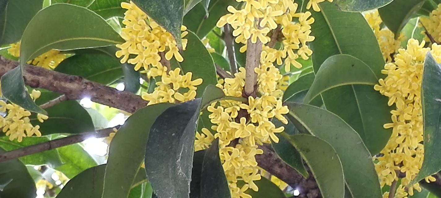 桂花的花语与含义（桂花芬芳四溢）_花植网
